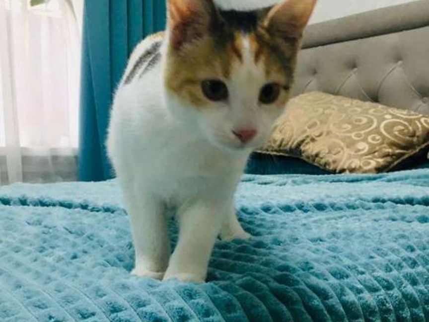 Котята-девчата в добрые руки
