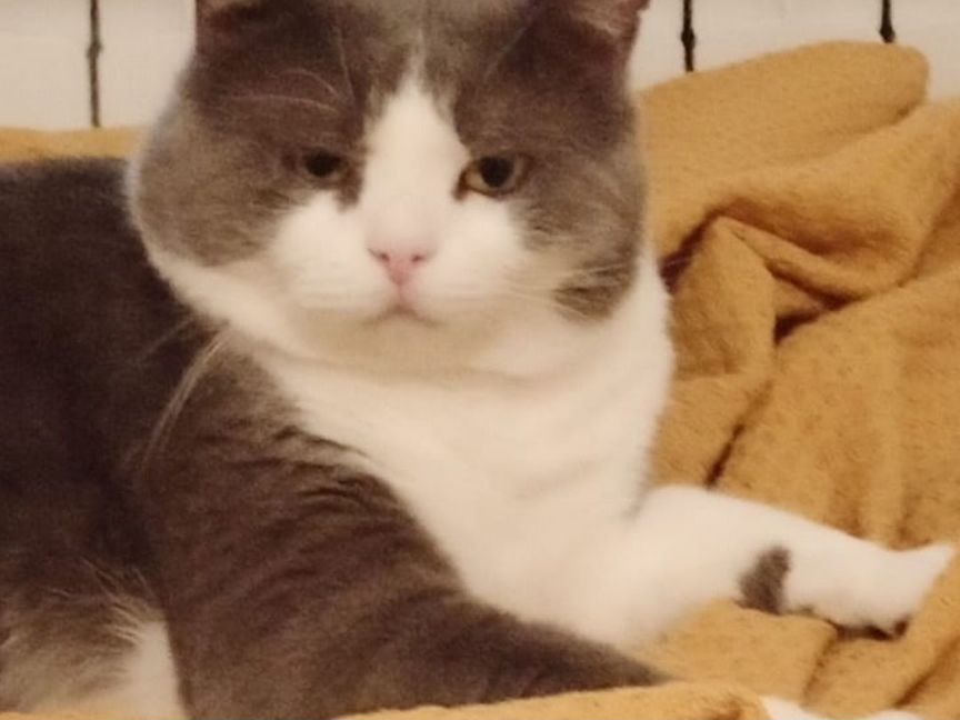 Хомочка ищет семью