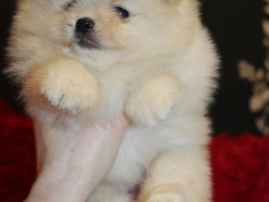 Померанский шпиц девочка