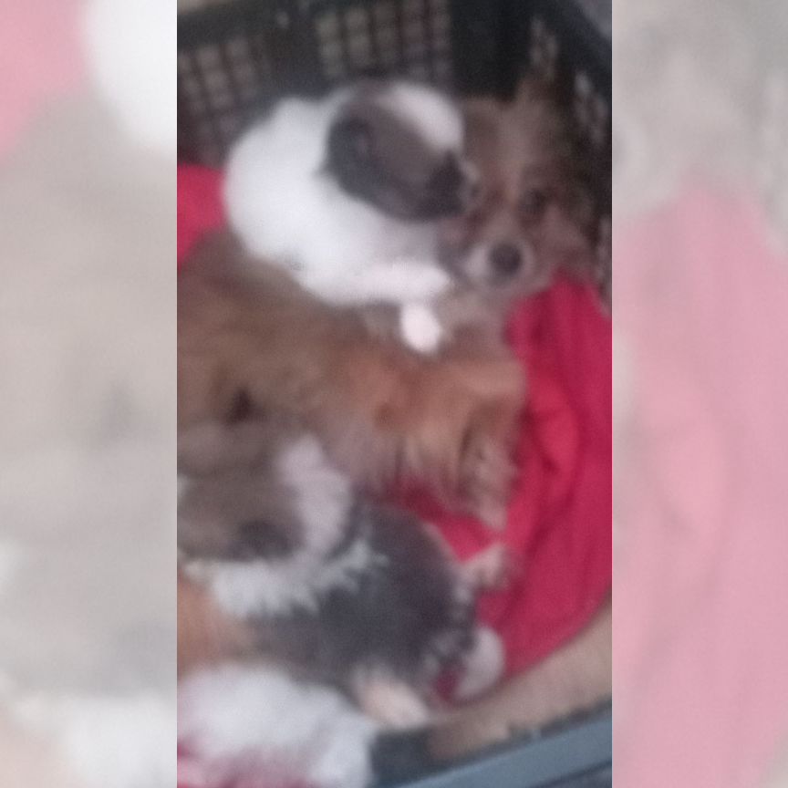 Померанский шпиц, щенок