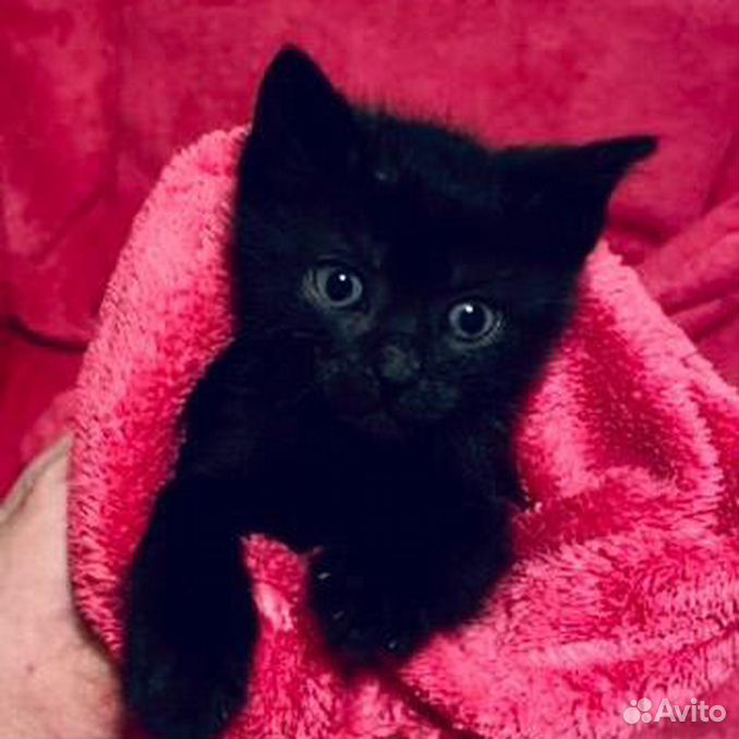 Ласковые котята-пантерята