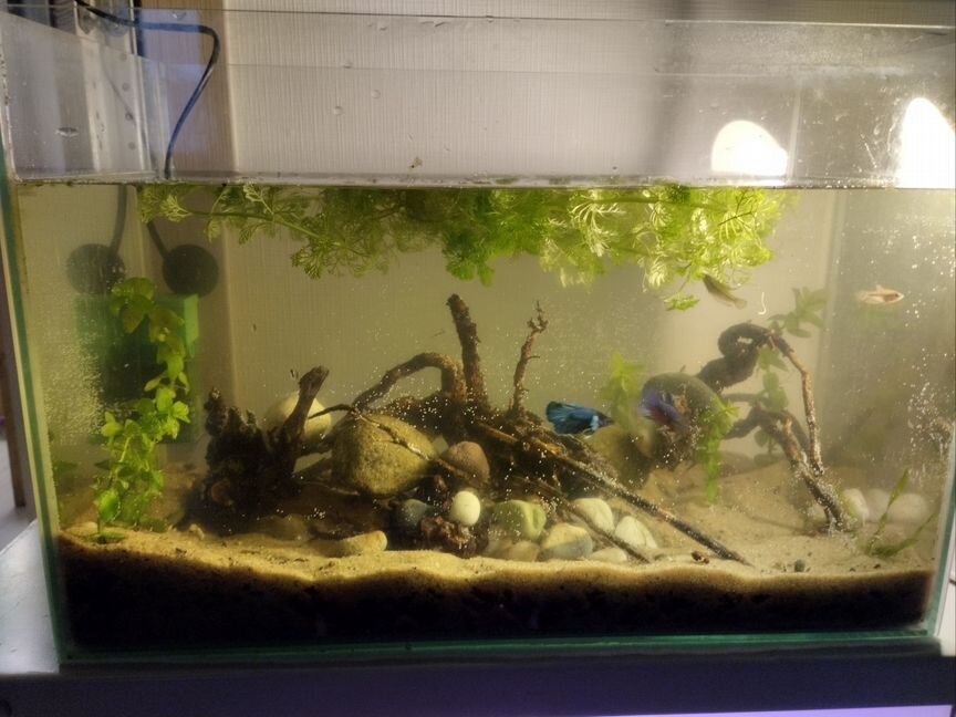 Аквариум 37 л полный комплект, рыбки, рачки дарю