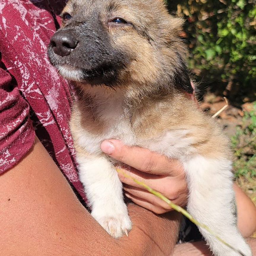 Отдадим щенков девочек-красавиц