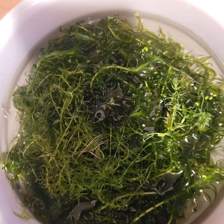 Аквариумное растение