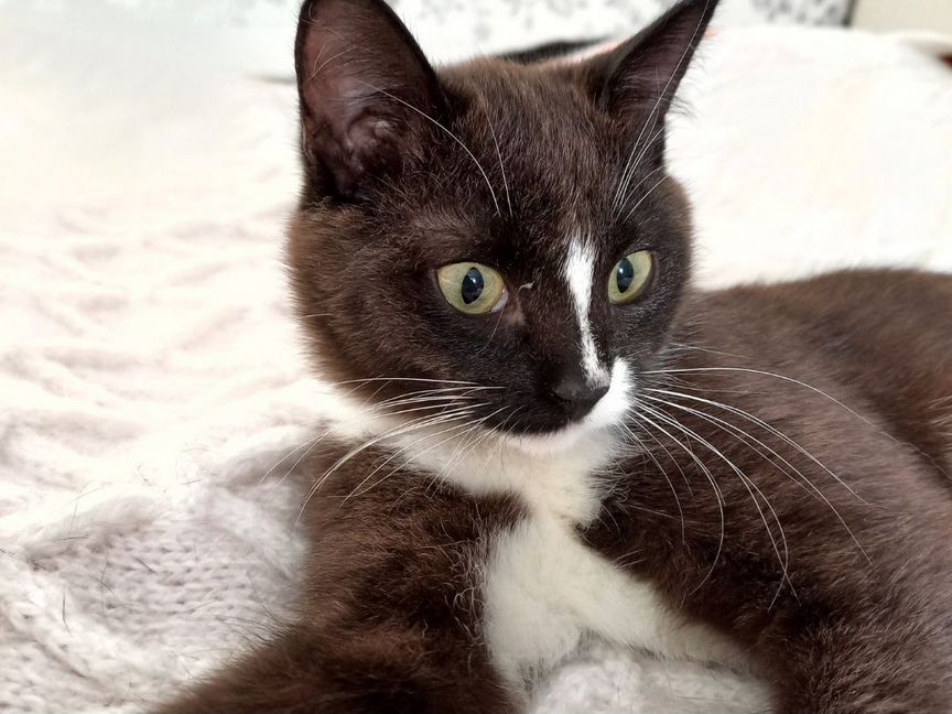 Котёнок