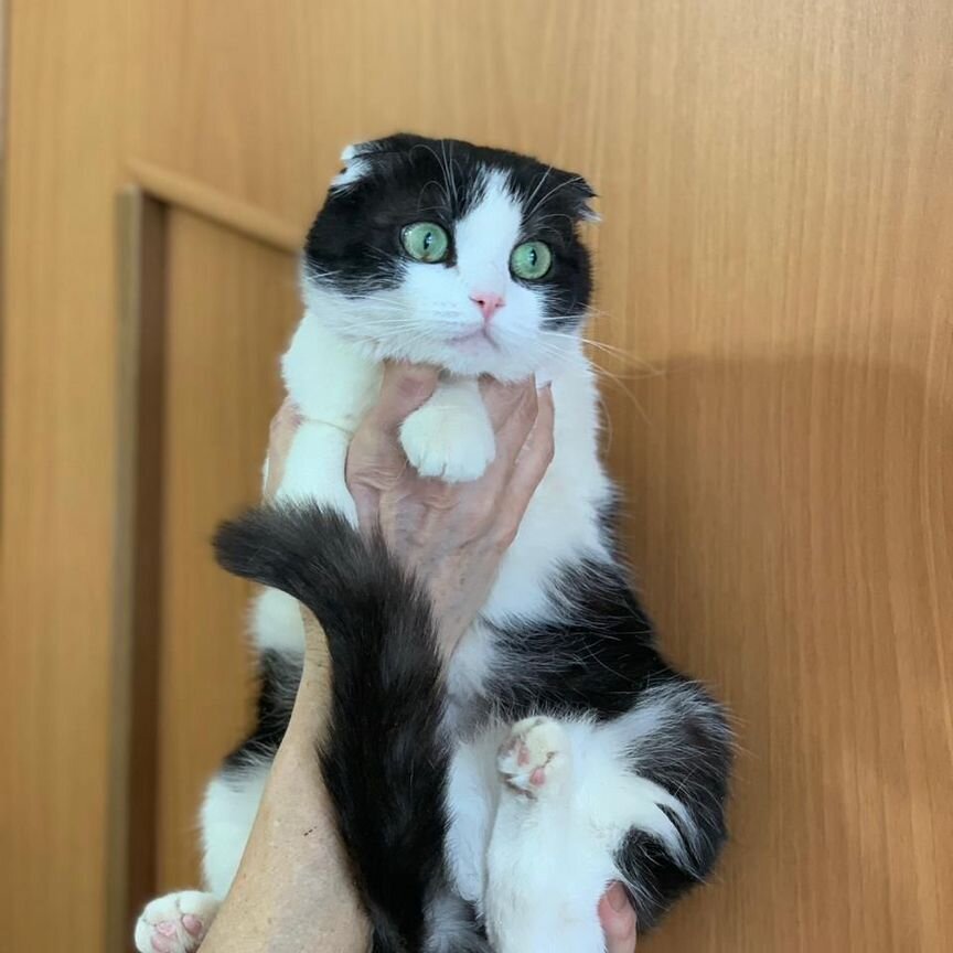 Кошка вислоухая в добрые руки