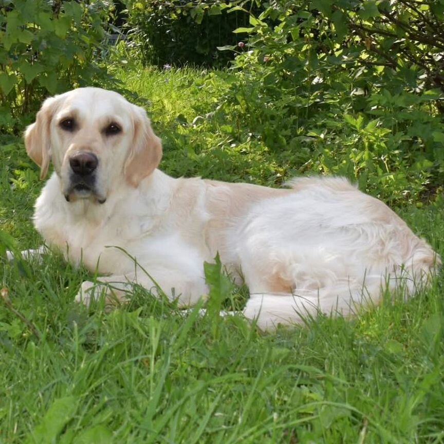 Золотистый ретривер, взрослая собака