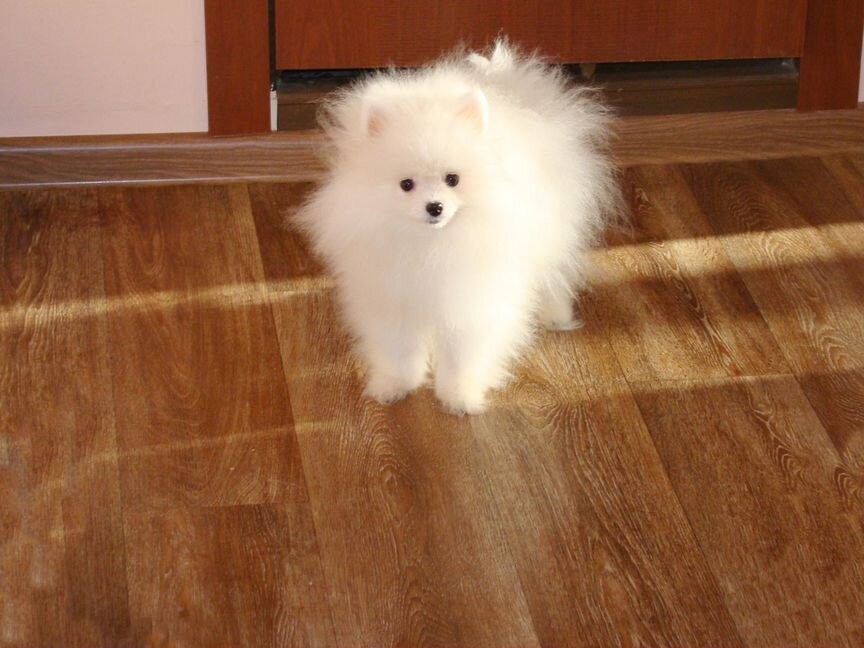 Шпиц белоснежный мишка