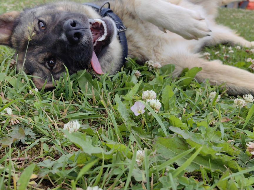 Собака в добрые руки