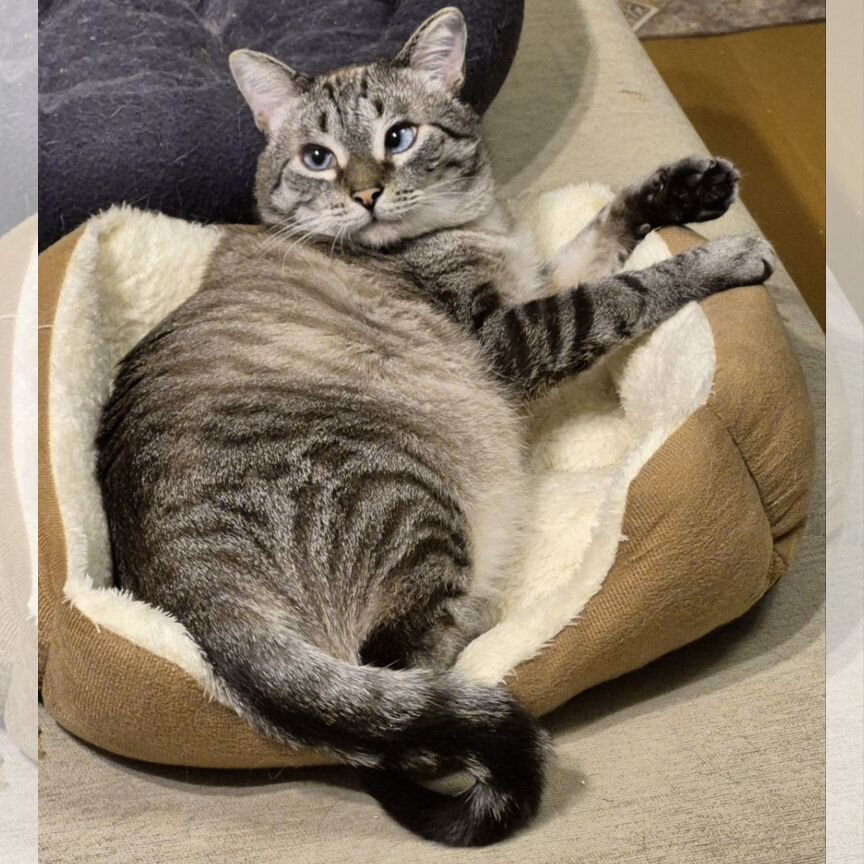 Взрослый кот в добрые руки