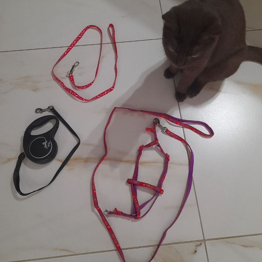 Поводок для собачек и кошек