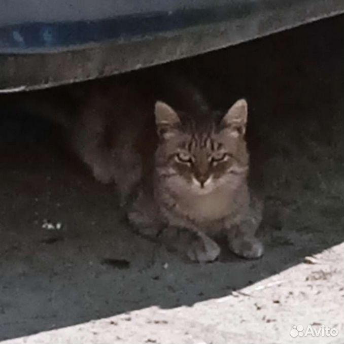 Найден замечен кот/кошка на Квартале