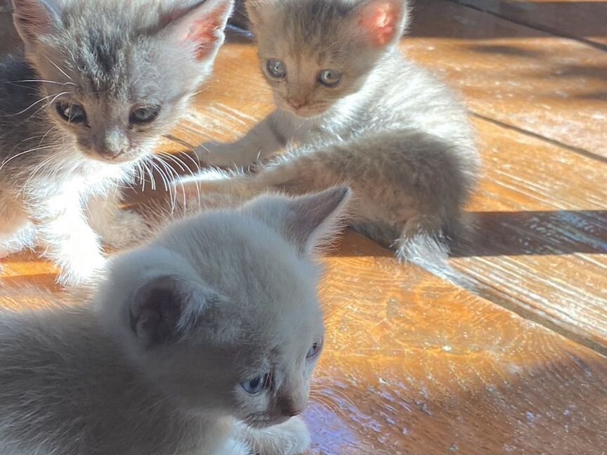 Котята бесплатно