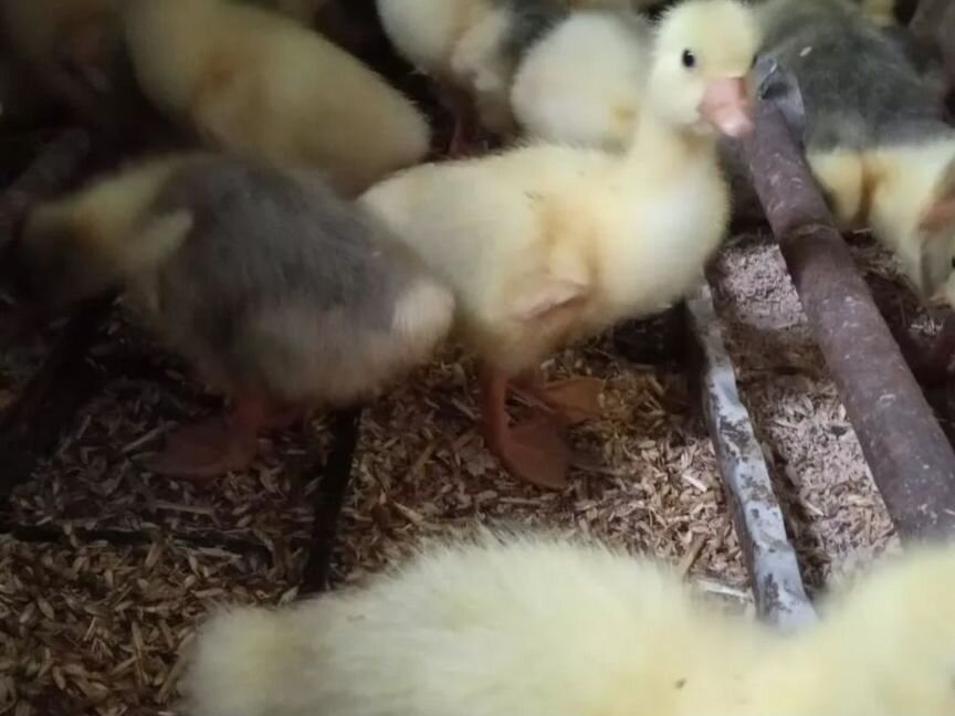 Гусята подрощенные