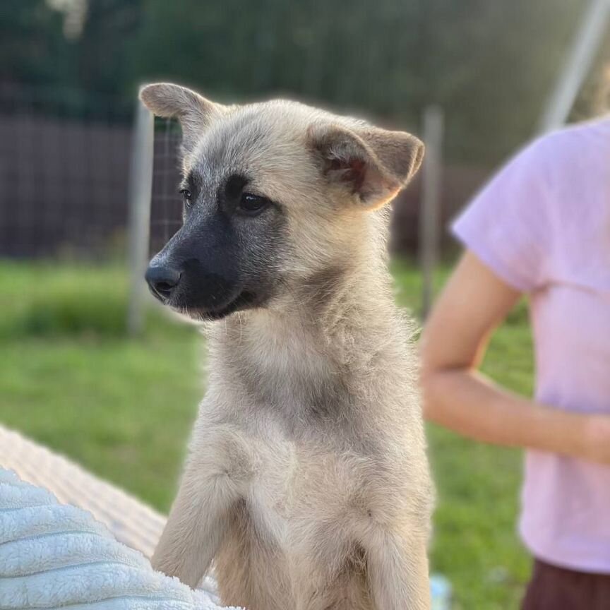 Щенок в добрые руки, дар, мальчик 3мес