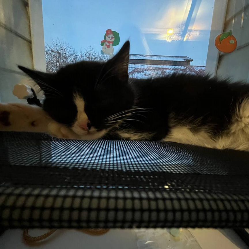 Котёнок