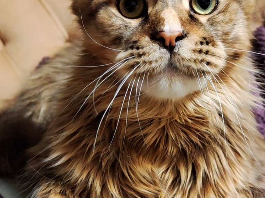 Мейн-кун девочка 8 месяцев