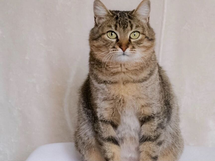 Очаровашка Молли