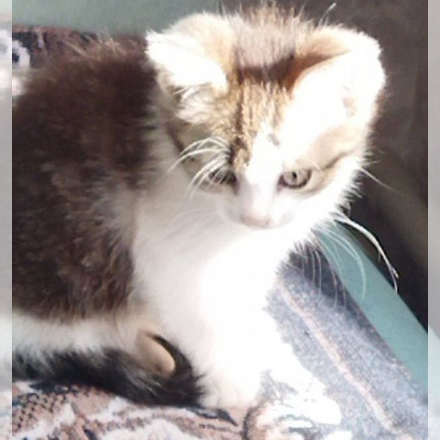 Котенок лучшим хозяевам