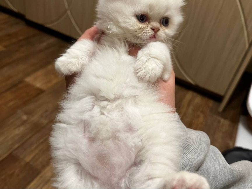 Котята Экзоты