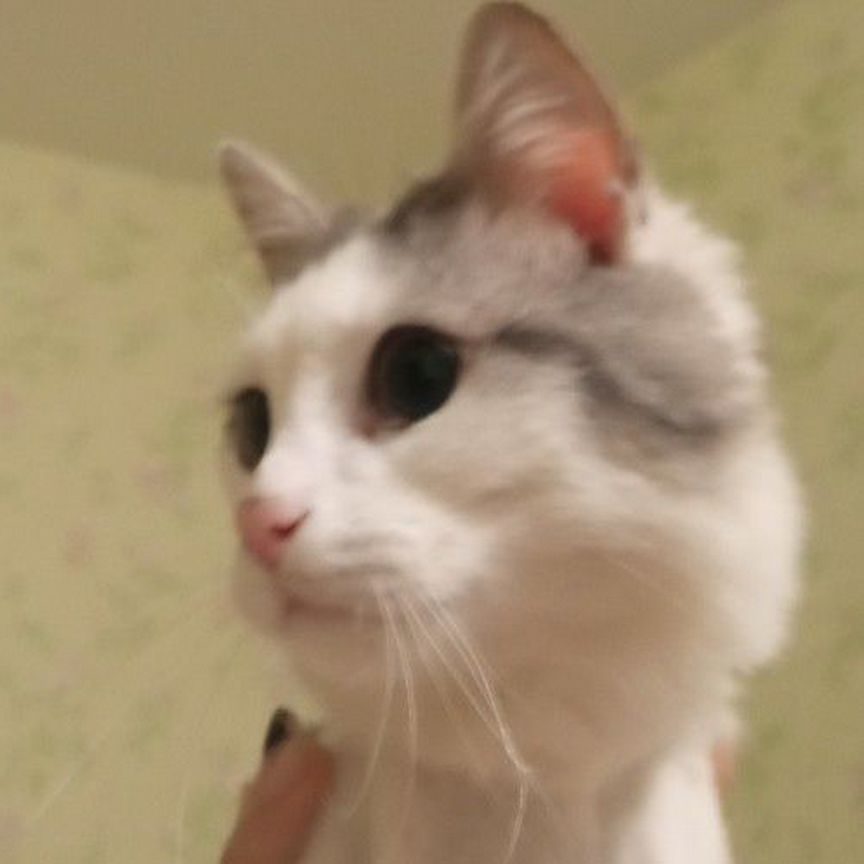 Котенок в добрые руки