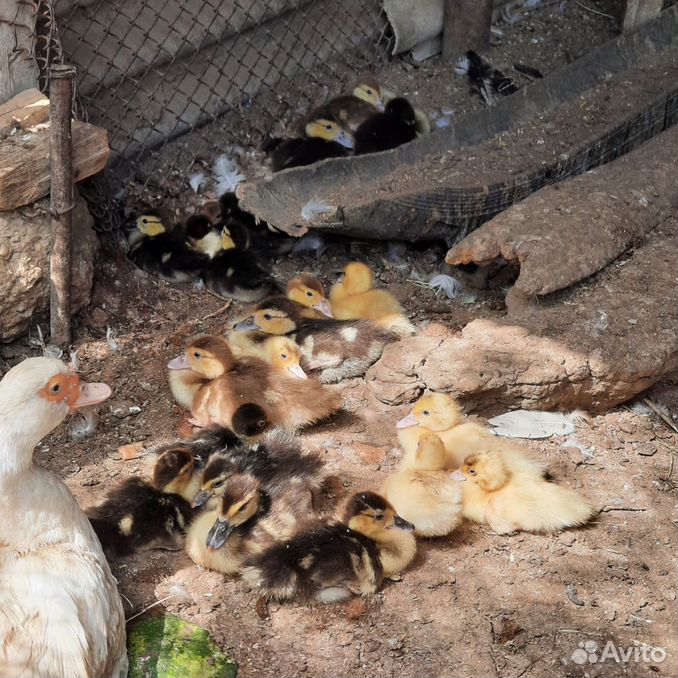 Утята и карликовые цыплята