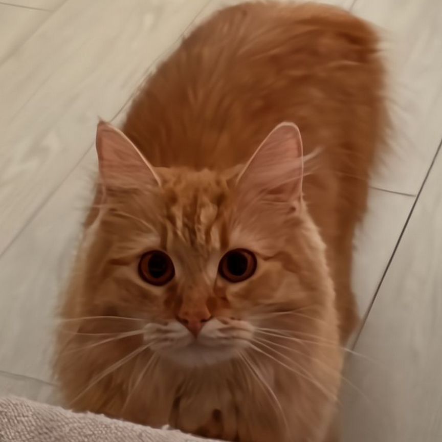 Мандарин котёнок