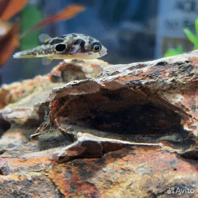 Тетрадон карликовый