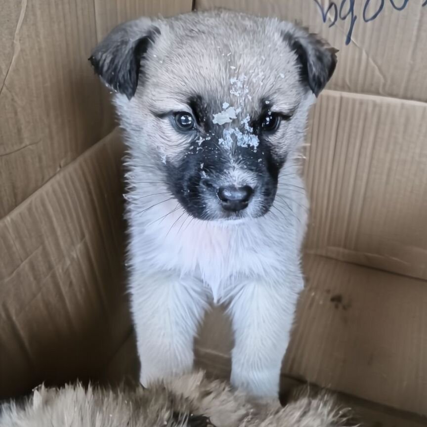 Щенок в добрые руки