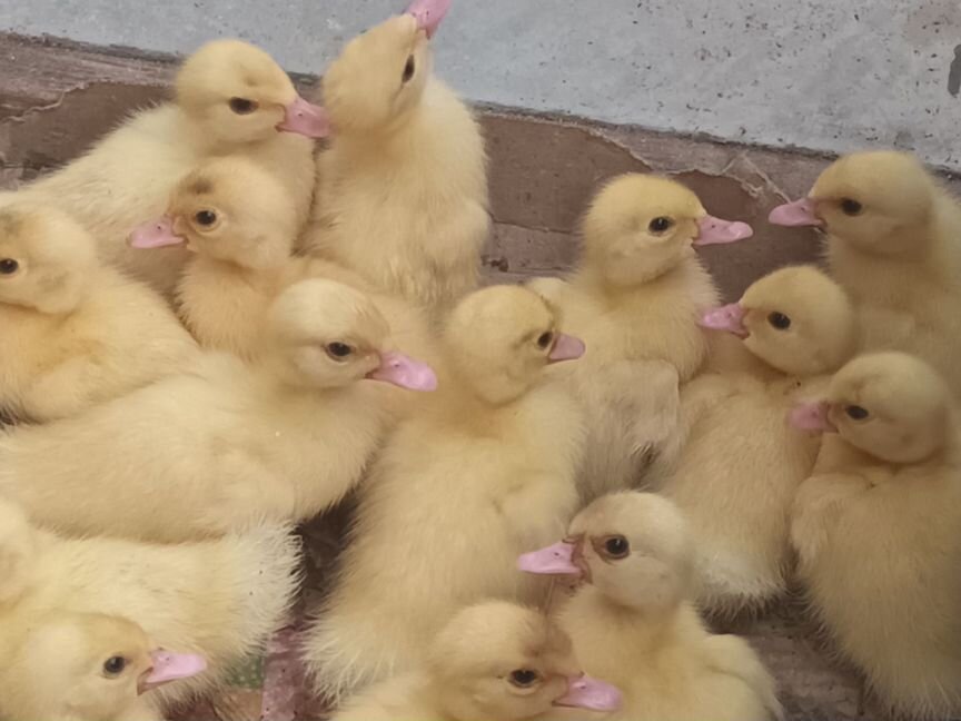 Утята индоутки