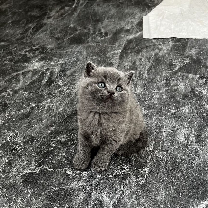 Британские котята