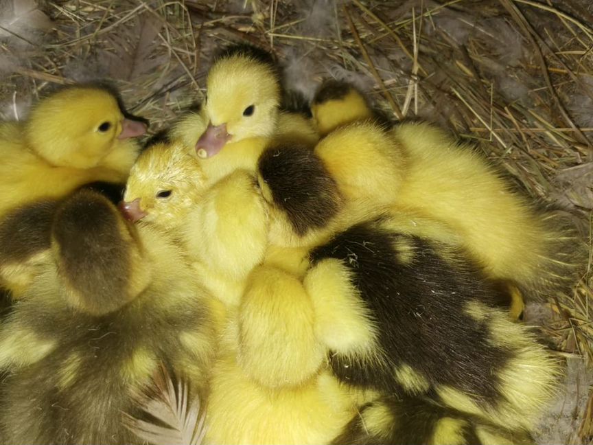 Мускусные утята