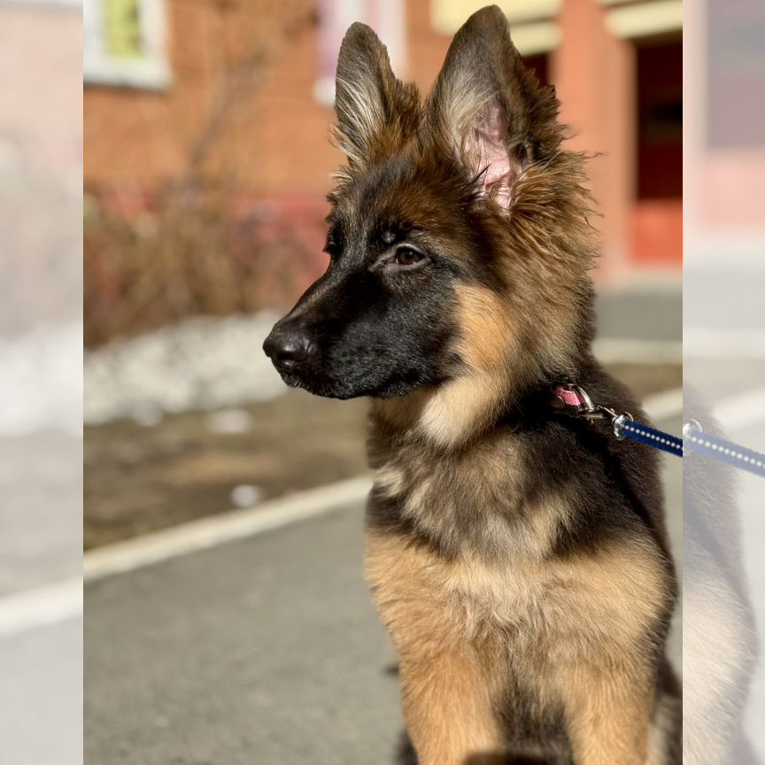 Немецкая овчарка, щенок