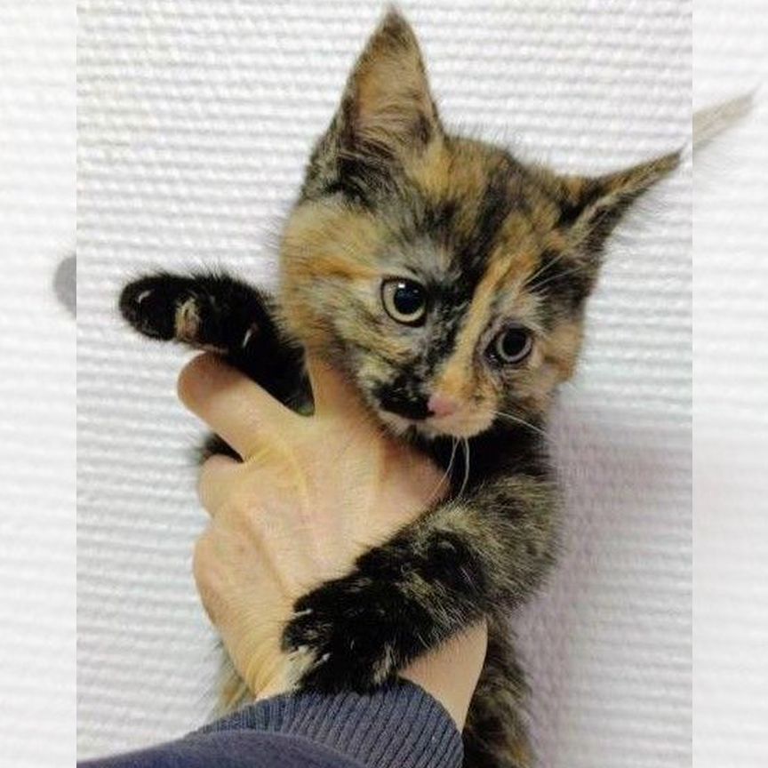Котёнок в добрые руки