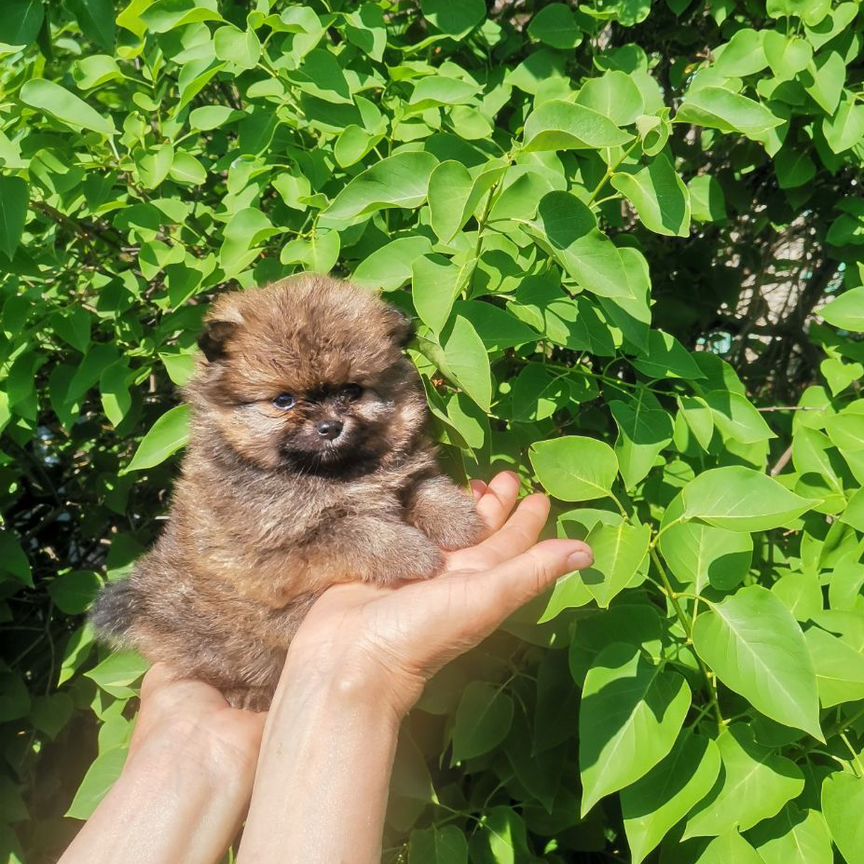 Померанский шпиц, щенок