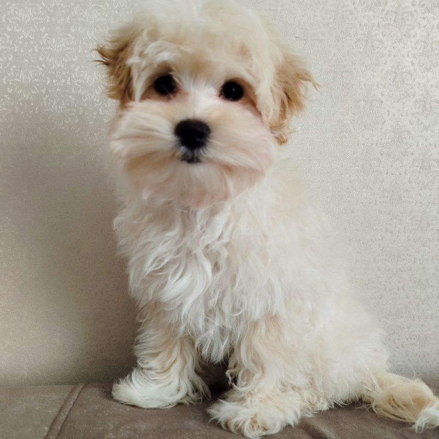 Мальтипу, щенок