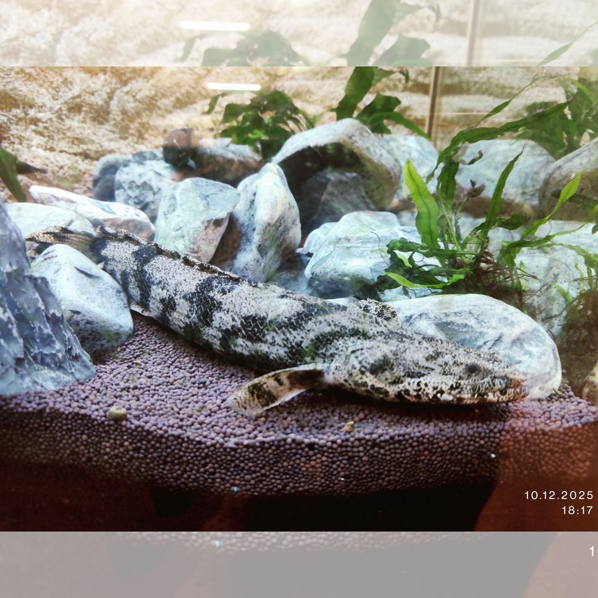 Полиптерус Эндлихера, Синегальский