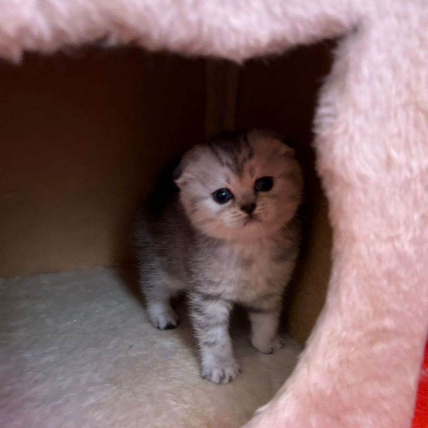 Шотландские вислоухие и прямоухие котята