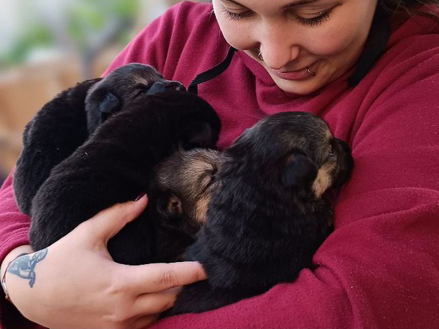 Щенки немецкой овчарки бесплатно