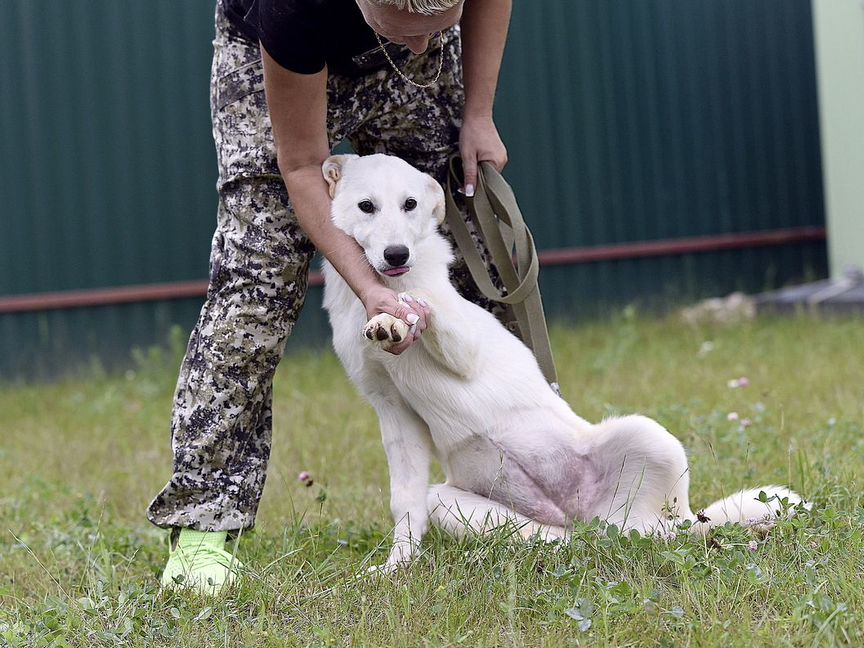 Лабрадористый щенок Белка