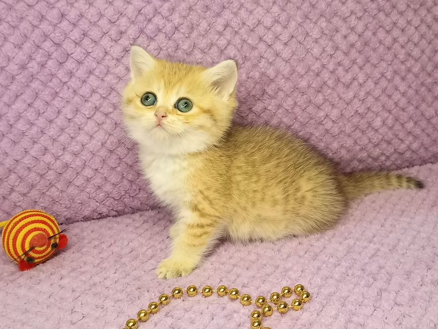 Золотая шиншилла котенок девочка