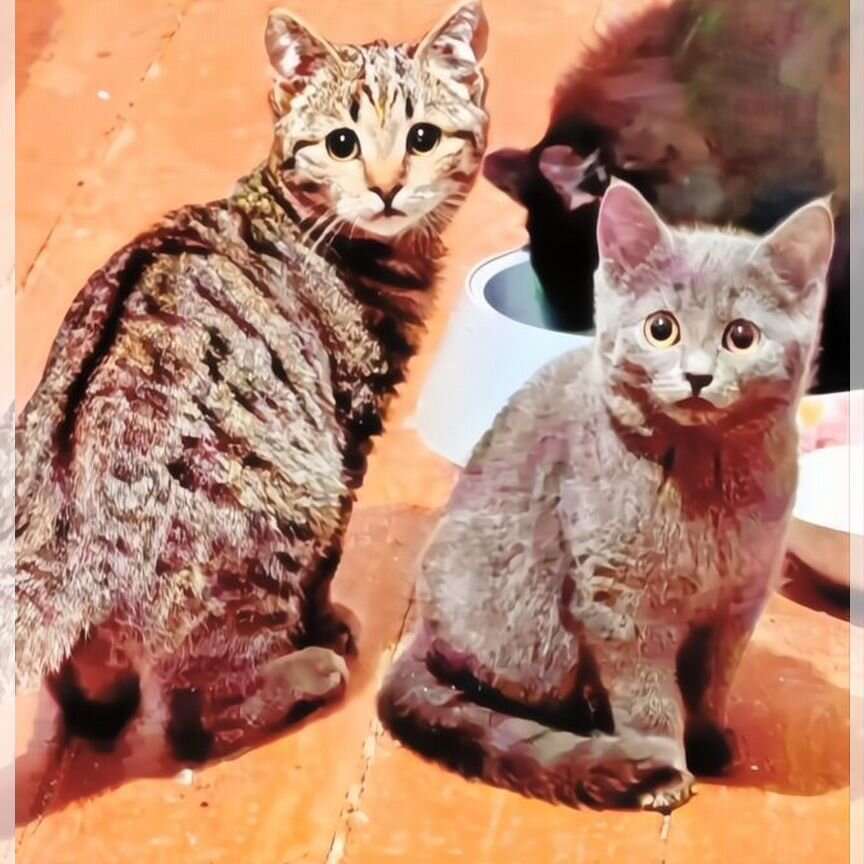 Котёнок в добрые руки