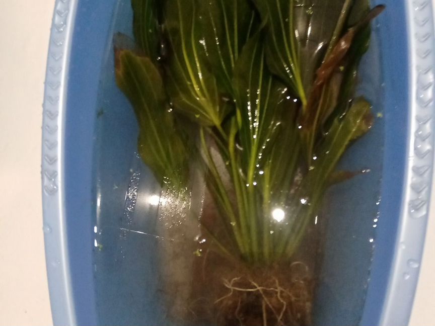 Эхиндорус на вабикусе