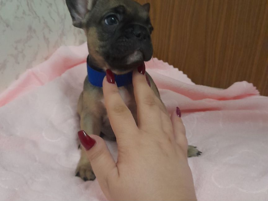 Французский бульдог щенки