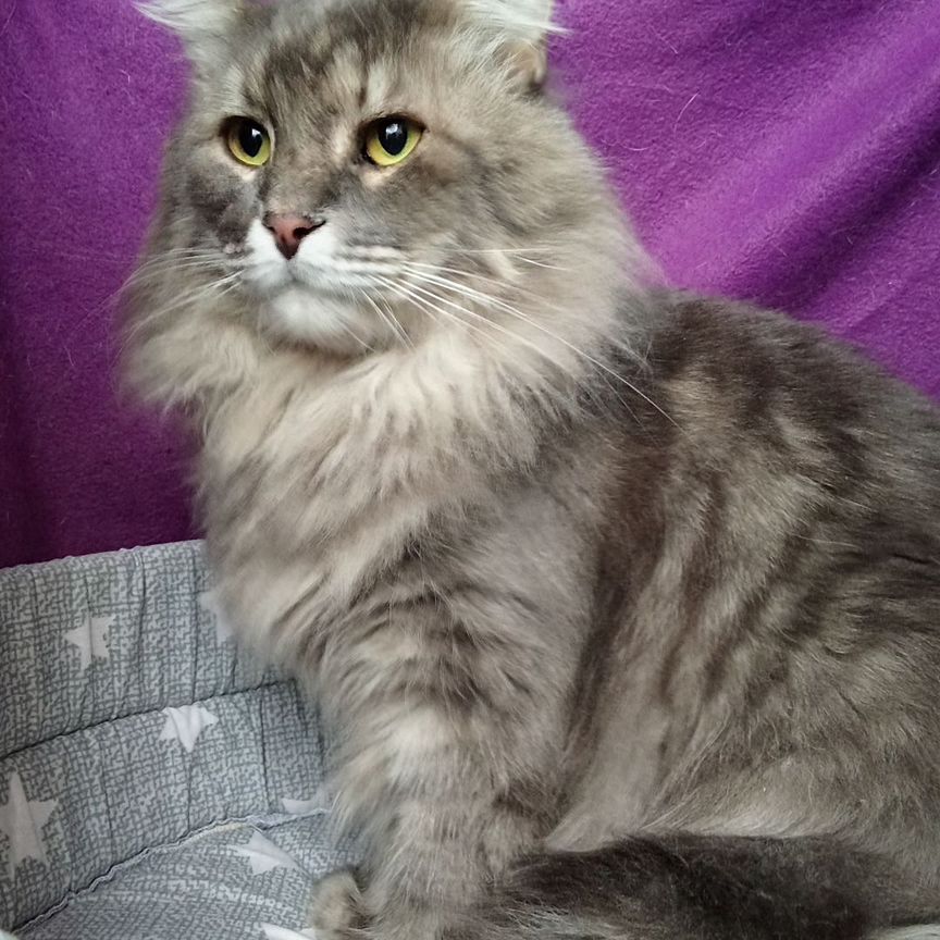 Котик в добрые руки