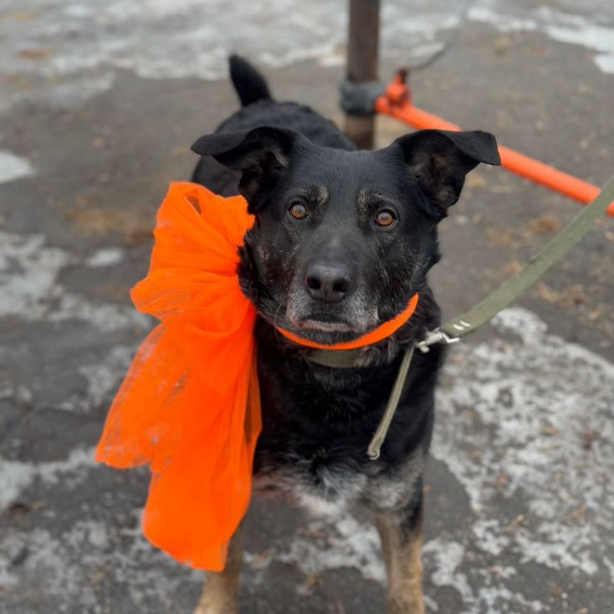 Собака Фрай ждет тебя в приюте Некрасовка