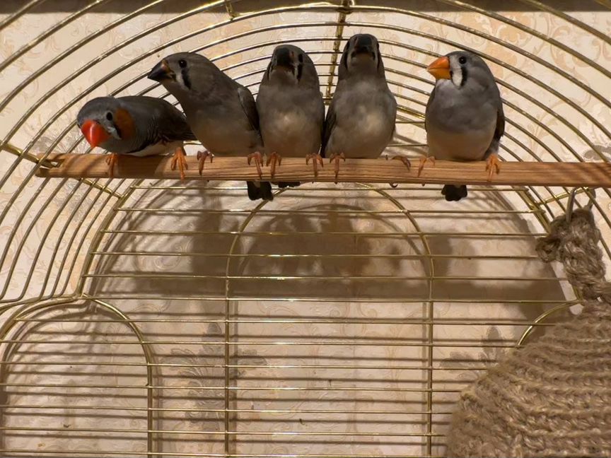 Зебровые амадины