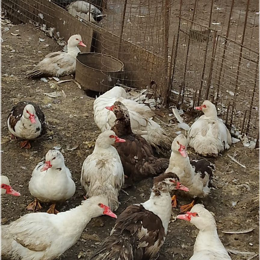 Мускусные утки