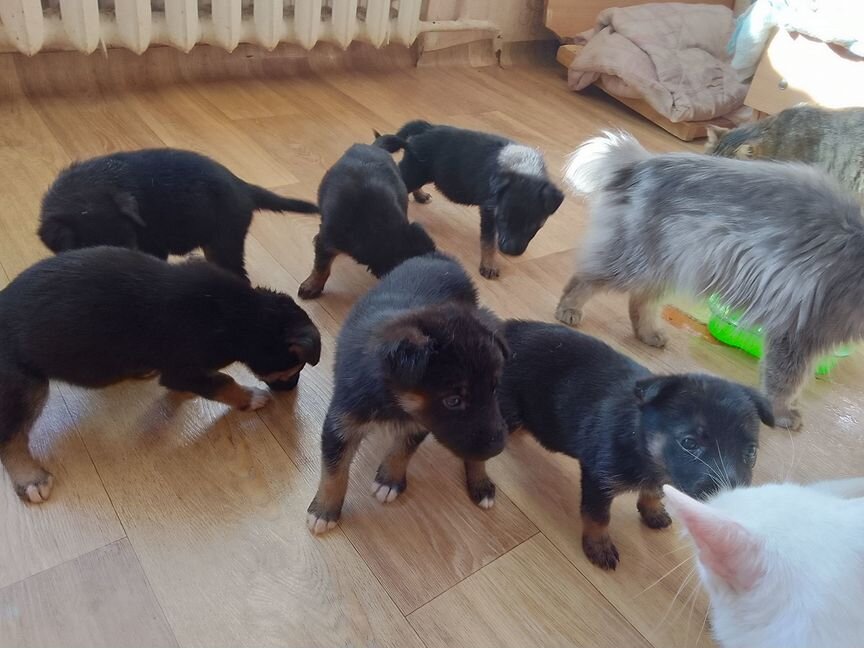 Маленькие щенята