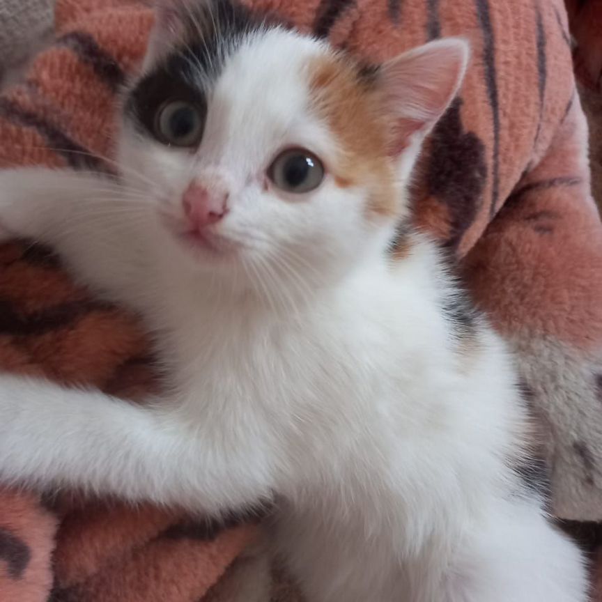 Отдам котят в добрые руки Челябинск